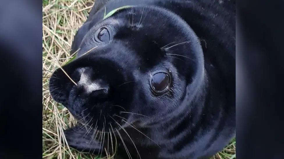 Hundreds Of Seal Pups Including Rare Black Ones Are Viewed By Donna Nook Visitors